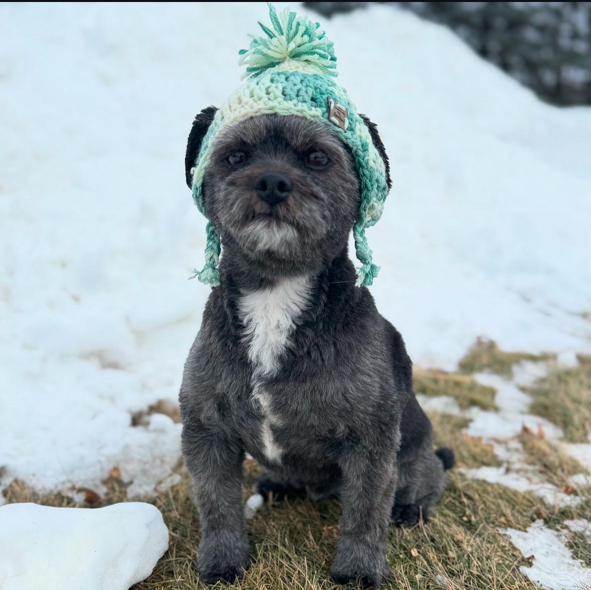 Handmade Crochet Dog Beanie: Winter Pompom Hat With Braided Tie - Etsy