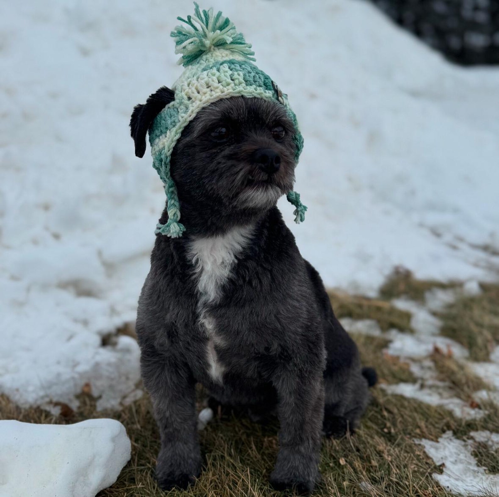 Handmade Crochet Dog Beanie: Winter Pompom Hat With Braided Tie - Etsy