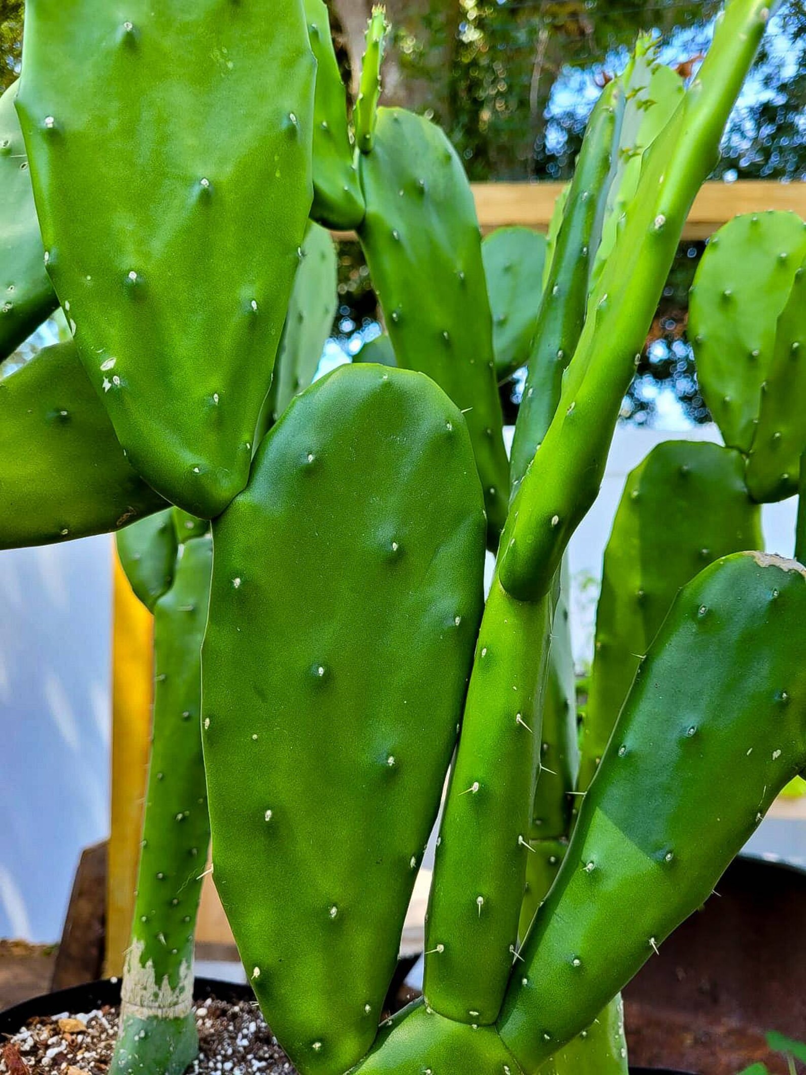 Prickly Pear Paddle Cactus Paddles 3 | Etsy