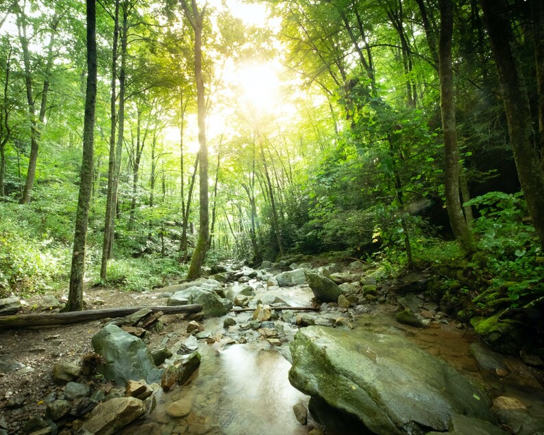 PEACEFUL FOREST. Nature. Digital Download Print. - Etsy