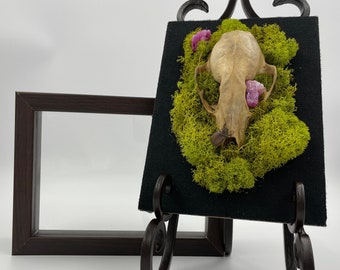 Real Raccoon Skull Shadow Box Gothic Natural Home Decor | Etsy