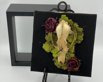 Real Raccoon Skull Shadow Box Gothic Natural Home Decor - Etsy