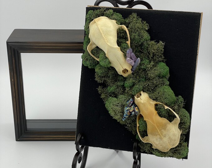 Real Raccoon Skull Shadow Box Gothic Natural Home Decor - Etsy