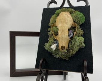 Real Raccoon Skull Shadow Box Gothic Natural Home Decor | Etsy