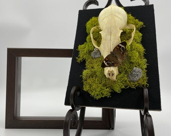 Real Raccoon Skull Shadow Box Gothic Natural Home Decor | Etsy