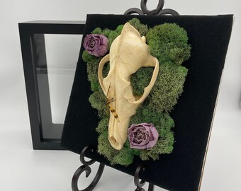 Real Raccoon Skull Shadow Box Gothic Natural Home Decor - Etsy