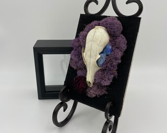 Real Raccoon Skull Shadow Box Gothic Natural Home Decor | Etsy