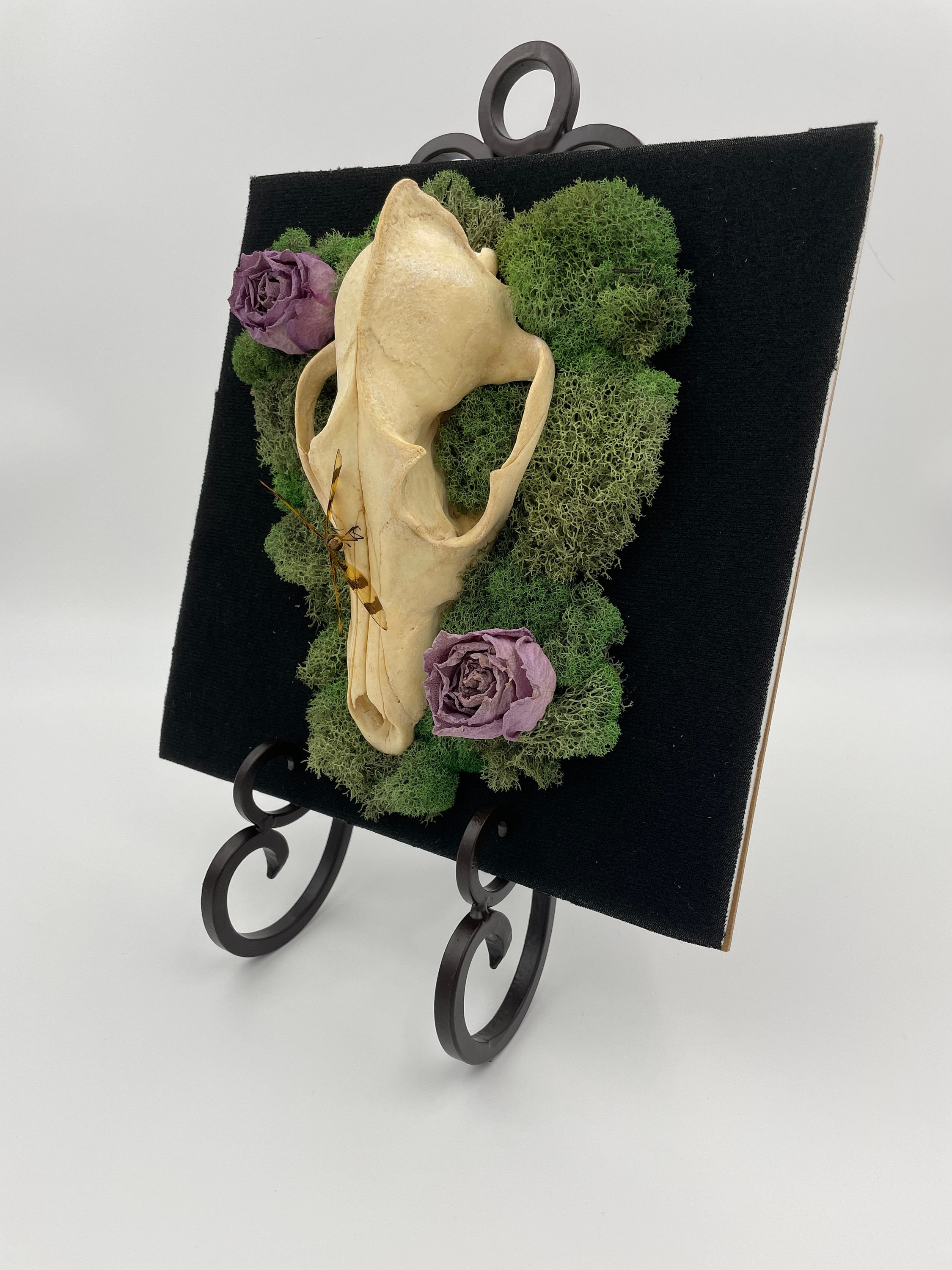 Real Coyote Skull Shadow Box Gothic Natural Home Decor - Etsy