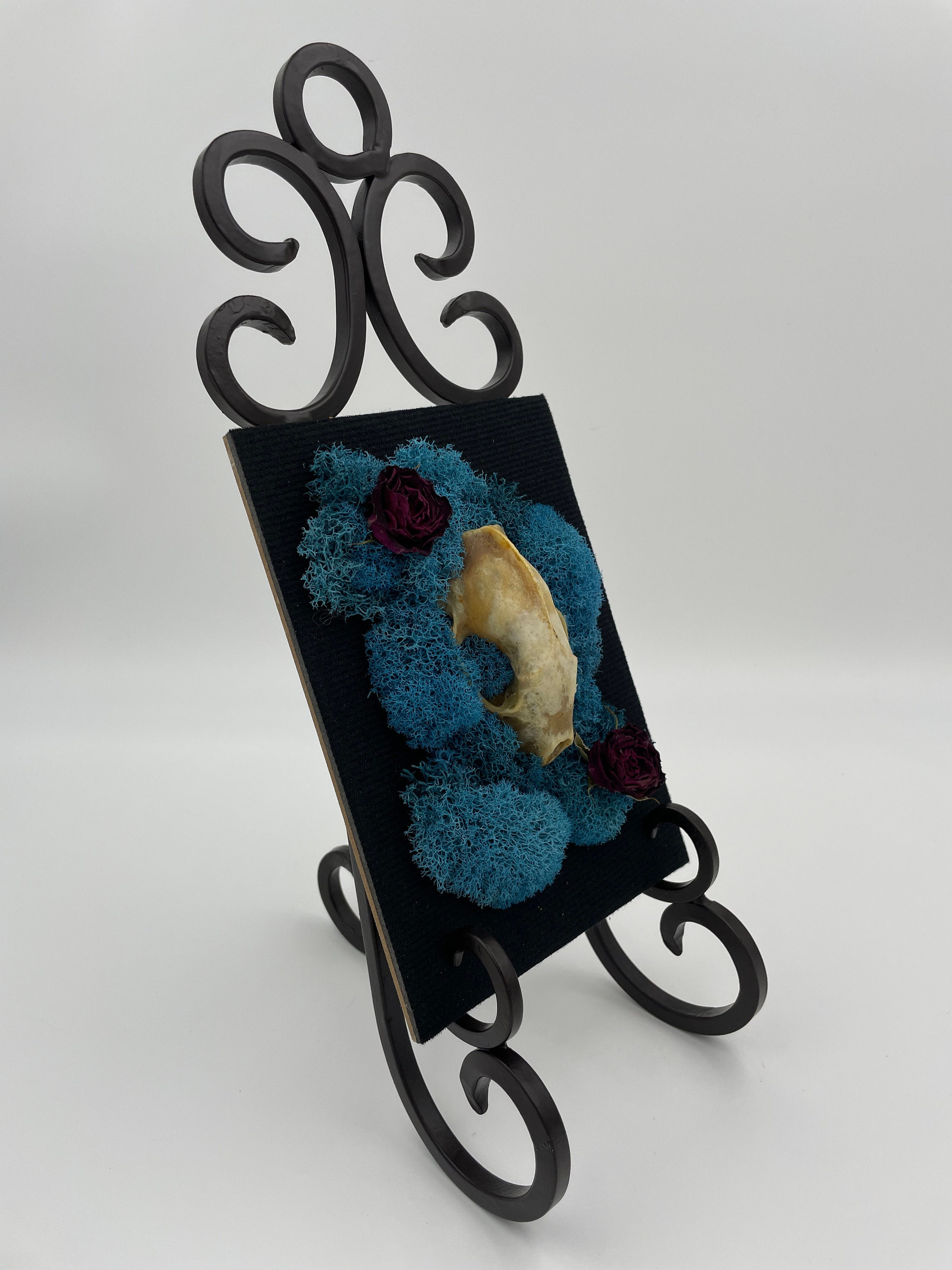 Real Skunk Skull Shadow Box Gothic Natural Home Decor - Etsy