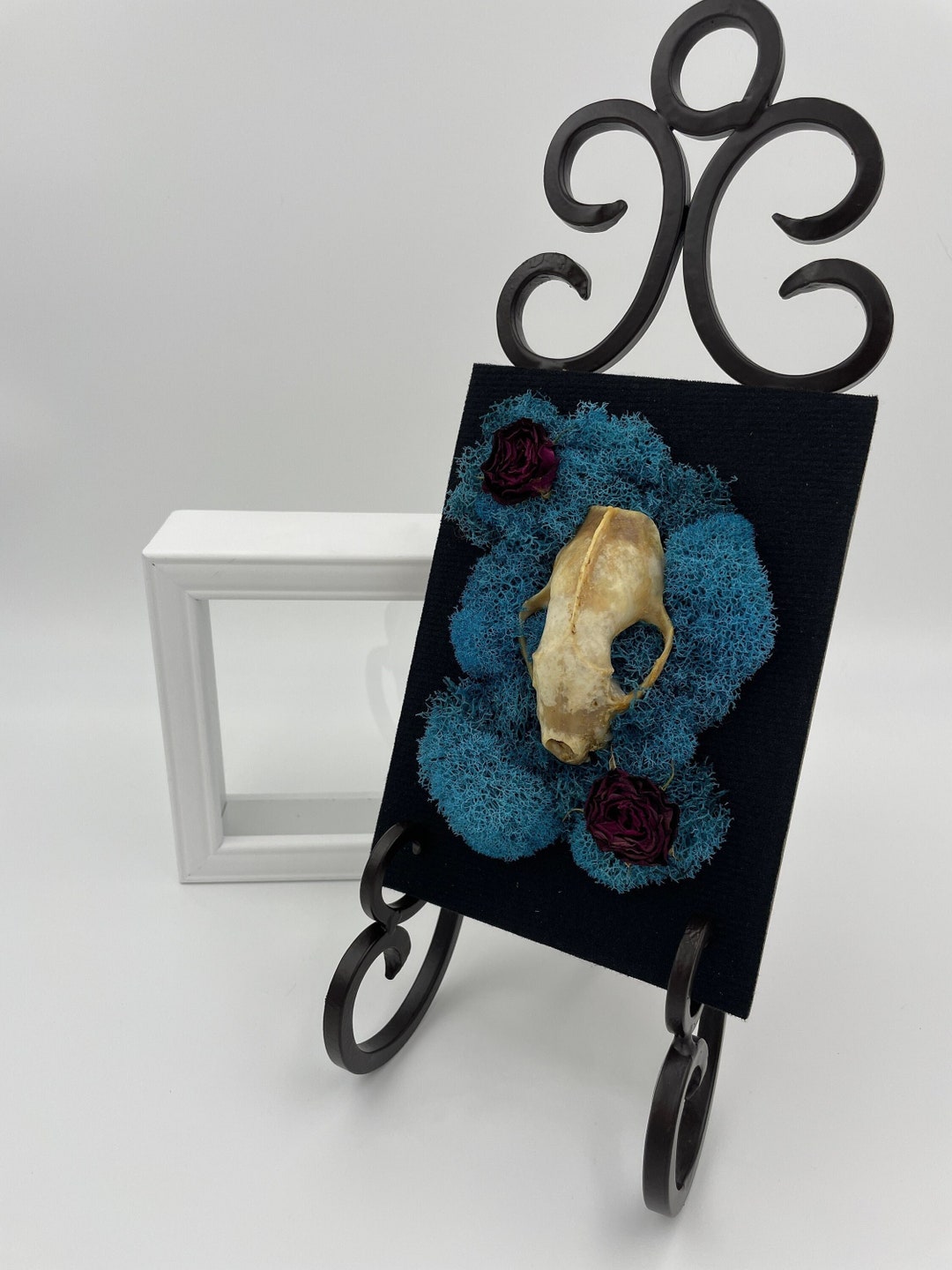 Real Skunk Skull Shadow Box Gothic Natural Home Decor - Etsy