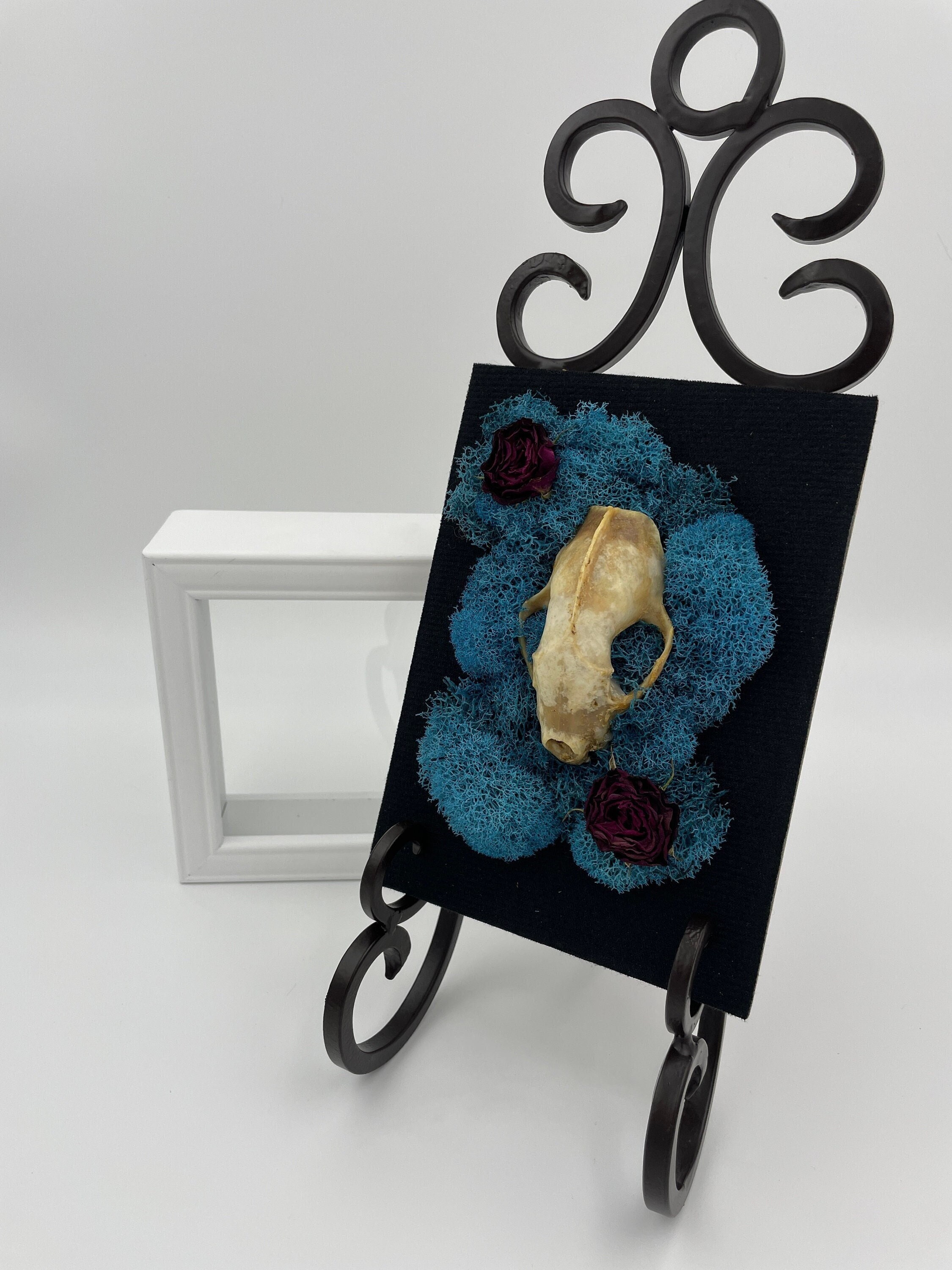 Real Skunk Skull Shadow Box Gothic Natural Home Decor - Etsy