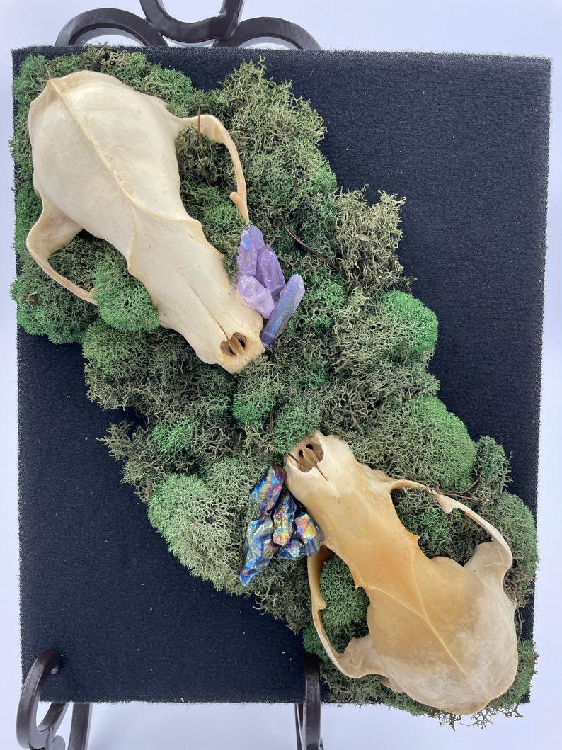 Real Raccoon Skull Shadow Box Gothic Natural Home Decor | Etsy