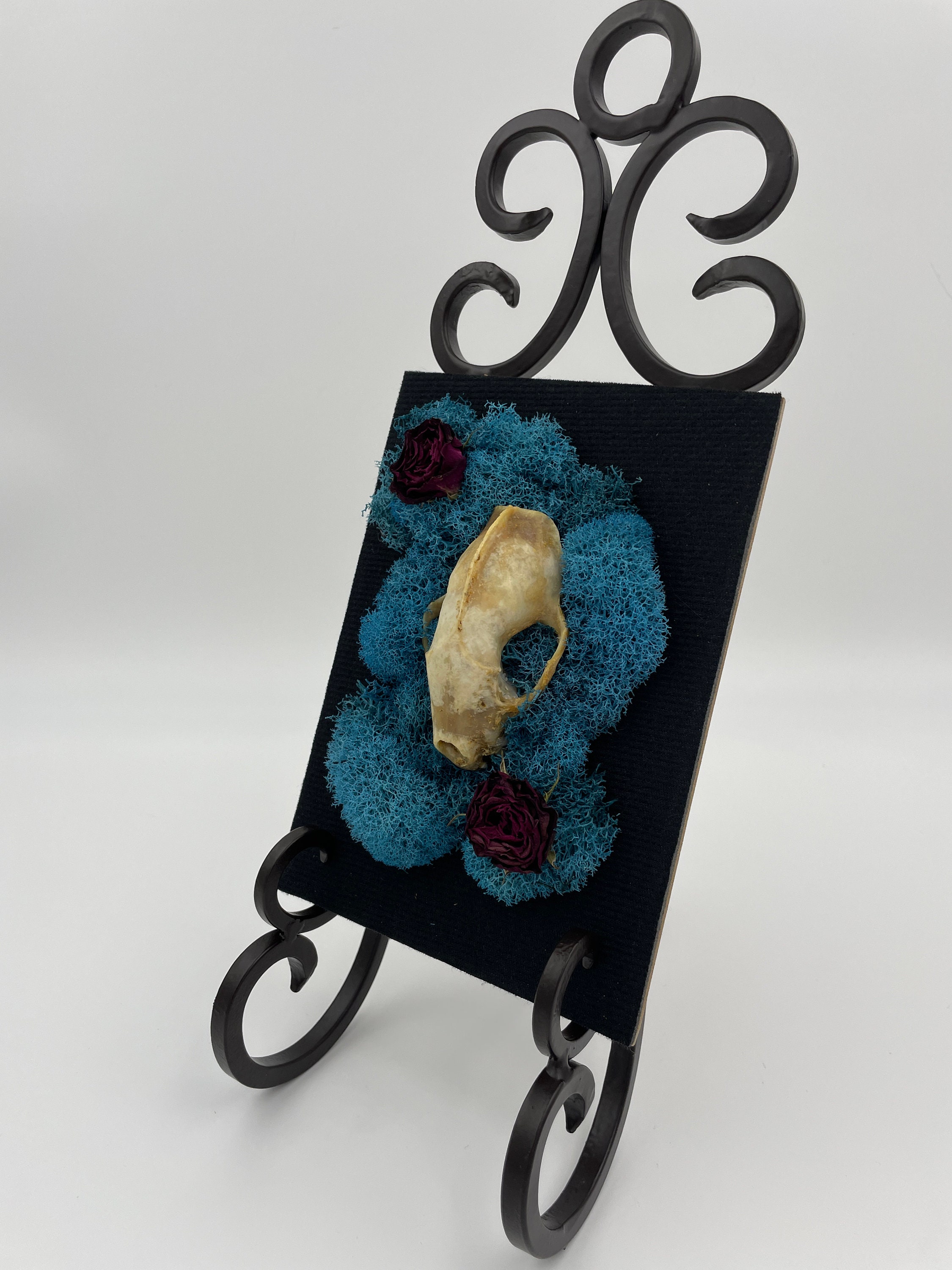 Real Skunk Skull Shadow Box Gothic Natural Home Decor - Etsy