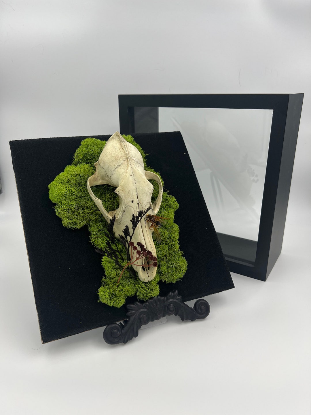 Real Coyote Shadow Box - Etsy