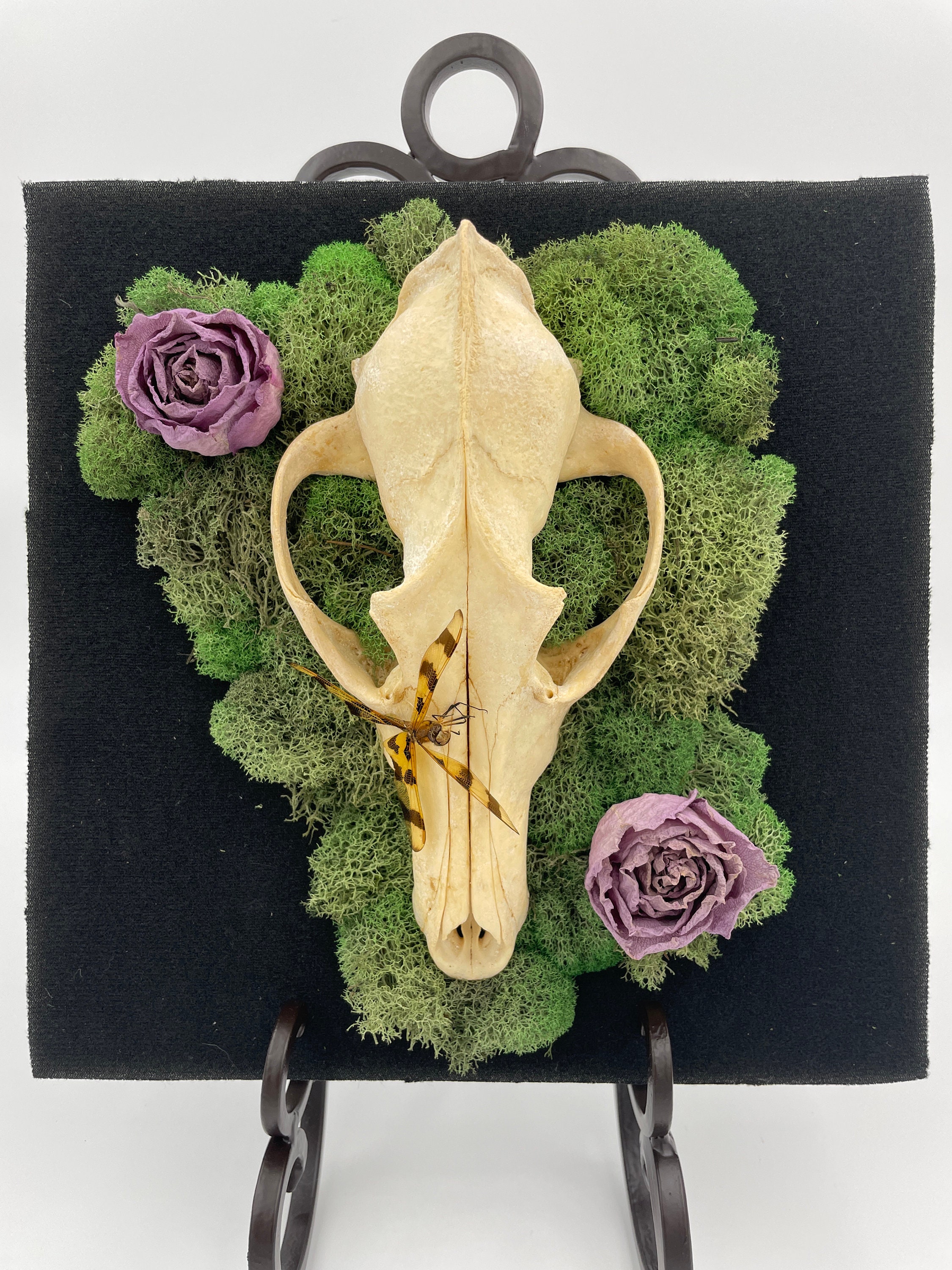 Real Coyote Skull Shadow Box Gothic Natural Home Decor - Etsy