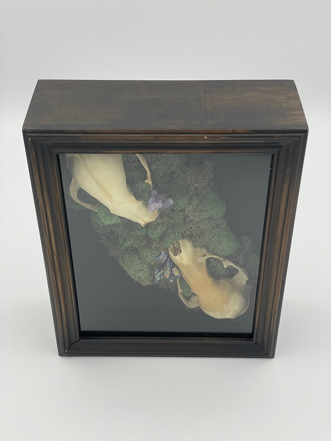 Real Raccoon Skull Shadow Box Gothic Natural Home Decor | Etsy