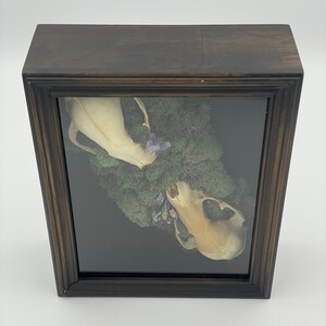 Real Raccoon Skull Shadow Box Gothic Natural Home Decor | Etsy