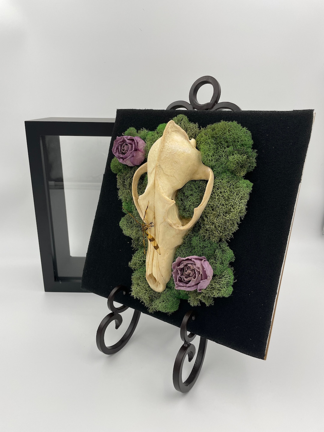 Real Coyote Skull Shadow Box Gothic Natural Home Decor - Etsy