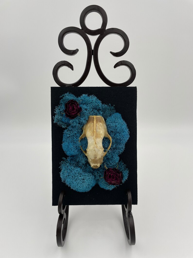 Real Skunk Skull Shadow Box Gothic Natural Home Decor - Etsy