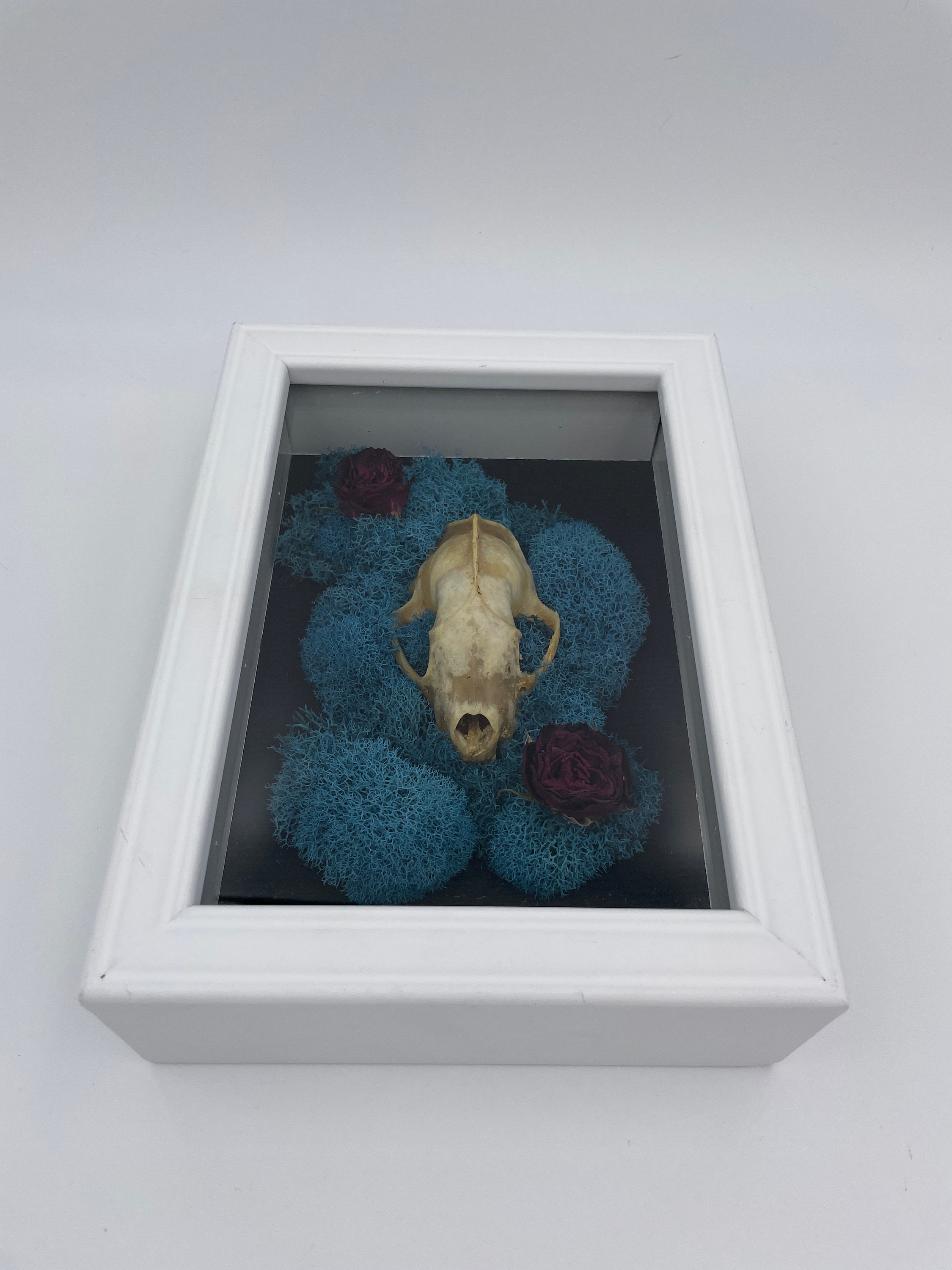 Real Skunk Skull Shadow Box Gothic Natural Home Decor - Etsy