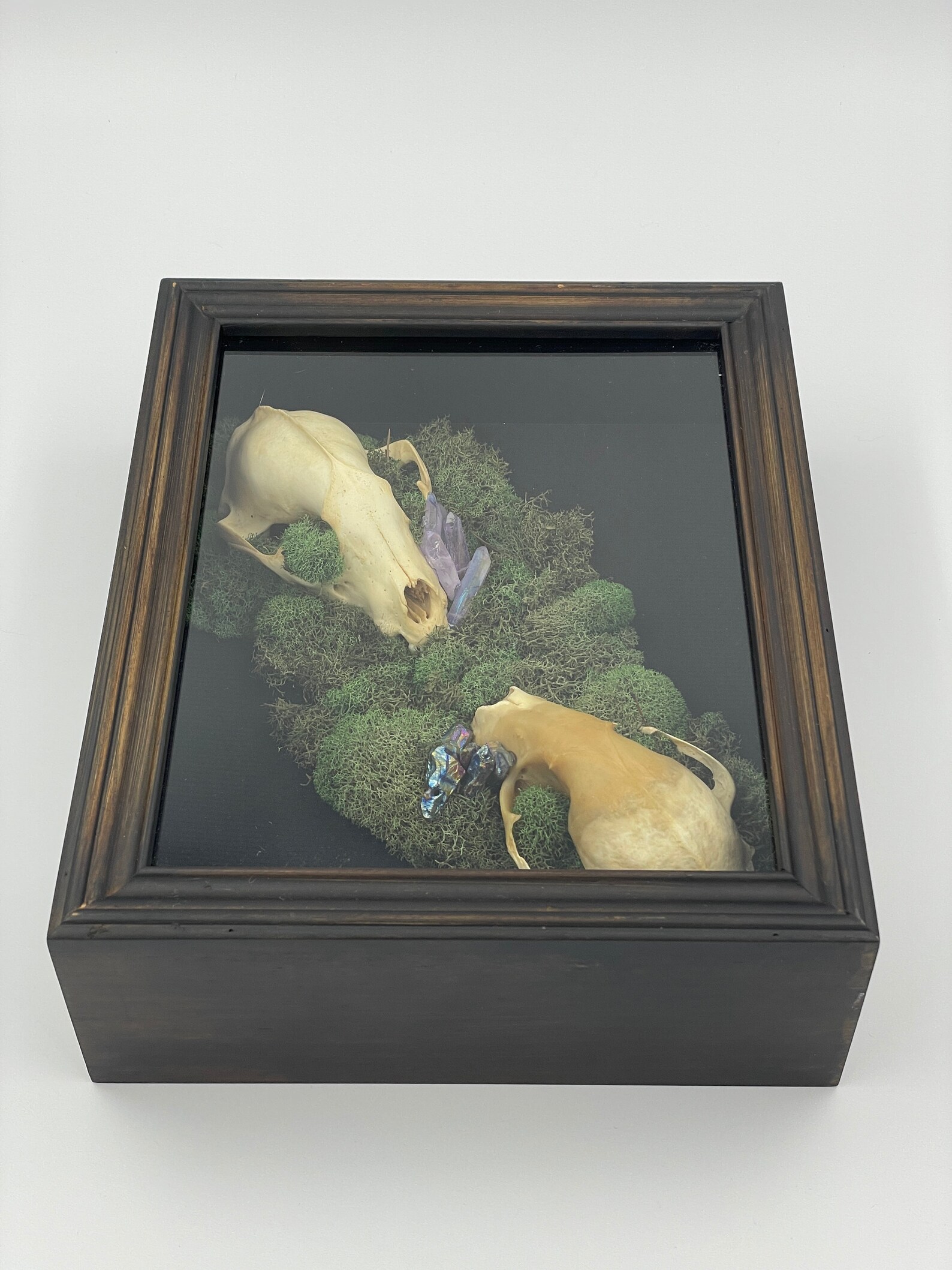 Real Raccoon Skull Shadow Box Gothic Natural Home Decor | Etsy