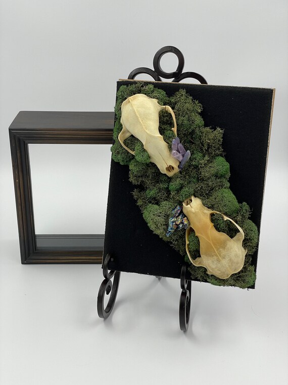 Real Raccoon Skull Shadow Box Gothic Natural Home Decor | Etsy