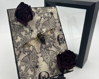 Real Skunk Skull Shadow Box Gothic Natural Home Decor - Etsy