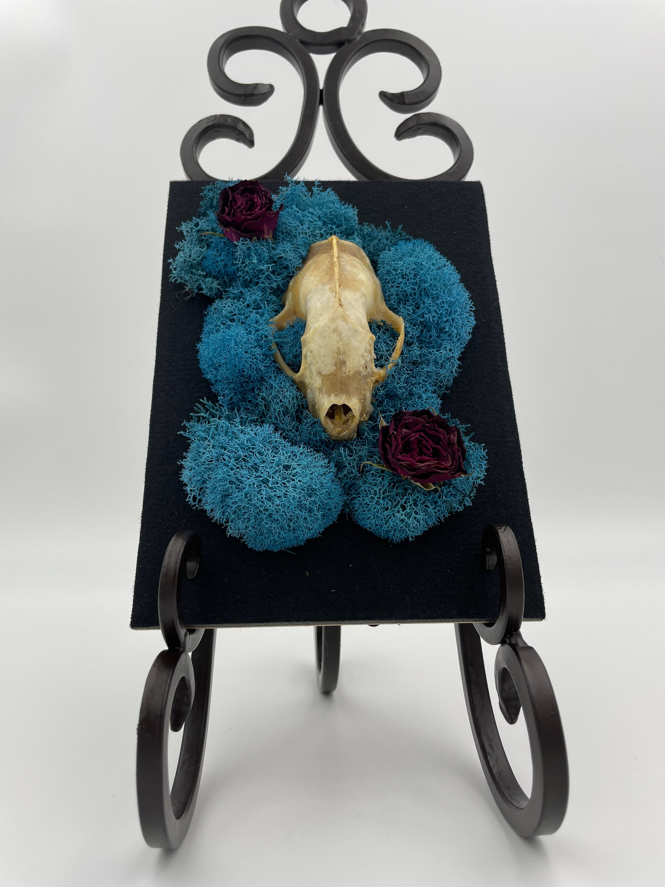 Real Skunk Skull Shadow Box Gothic Natural Home Decor - Etsy