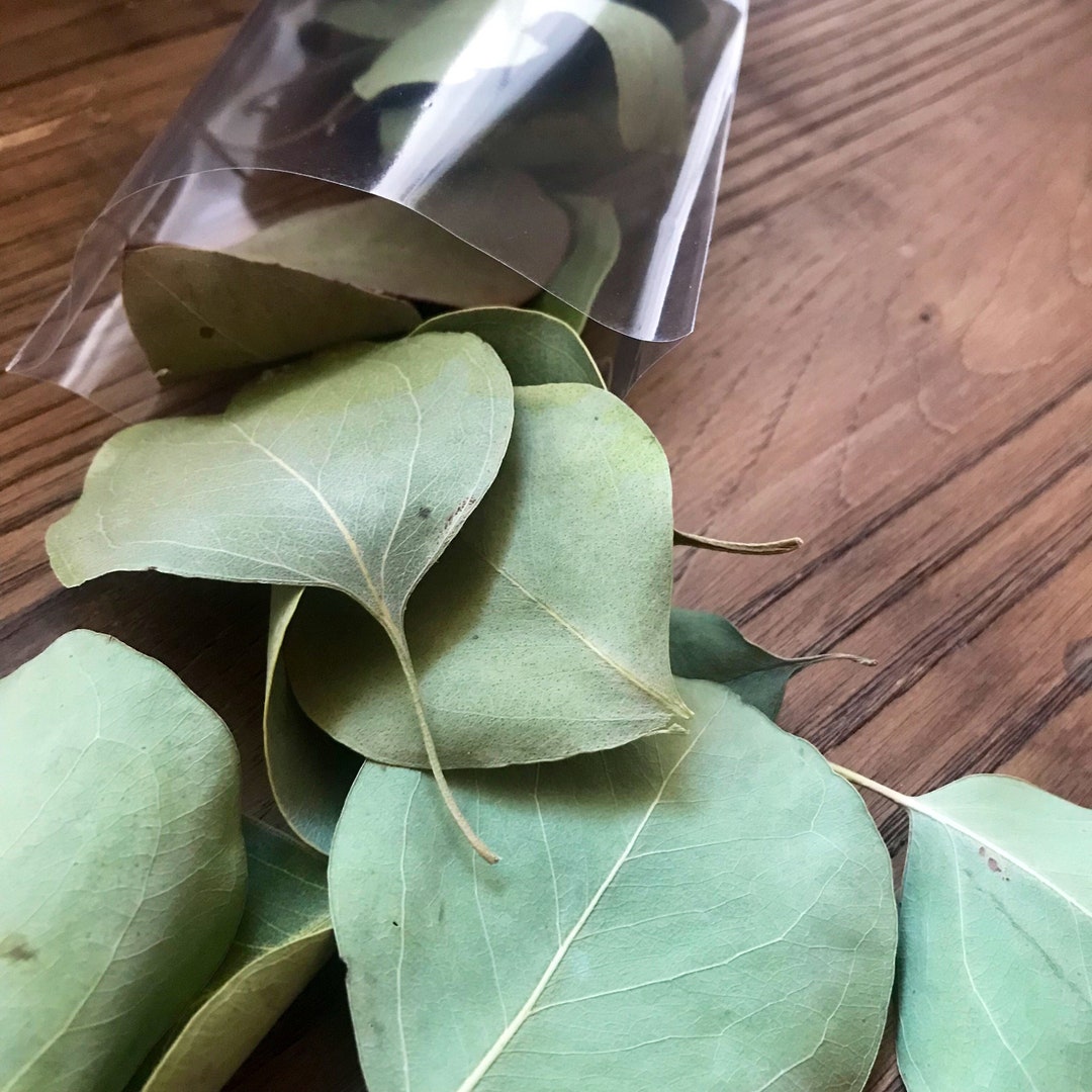 Eukalyptus getrocknet Eukalyptus Blätter Trockenblumen - Etsy.de