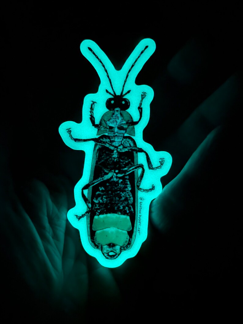 Arizona Firefly Sticker - Etsy