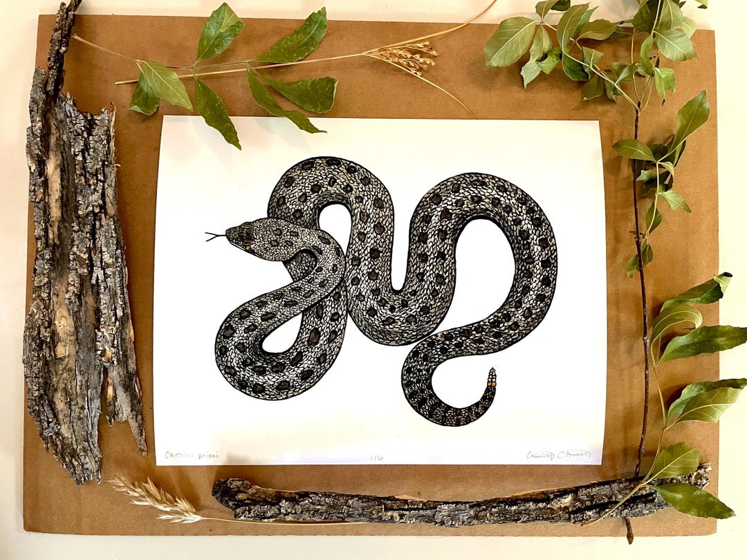 Twin Spotted Rattlesnake Print - Etsy