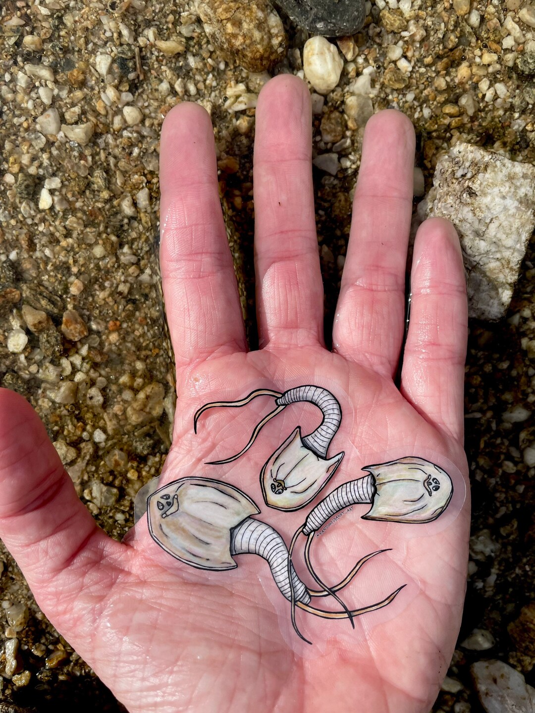 Tadpole Shrimp, Triops, Sticker - Etsy