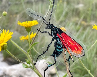 RARE 1 Tarantula Hawk Wasp Pepsis Heros Big Real Insect Bee Bug ...