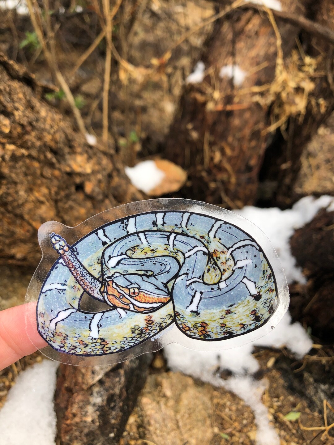 Ridge-nosed Rattlesnake Sticker - Etsy