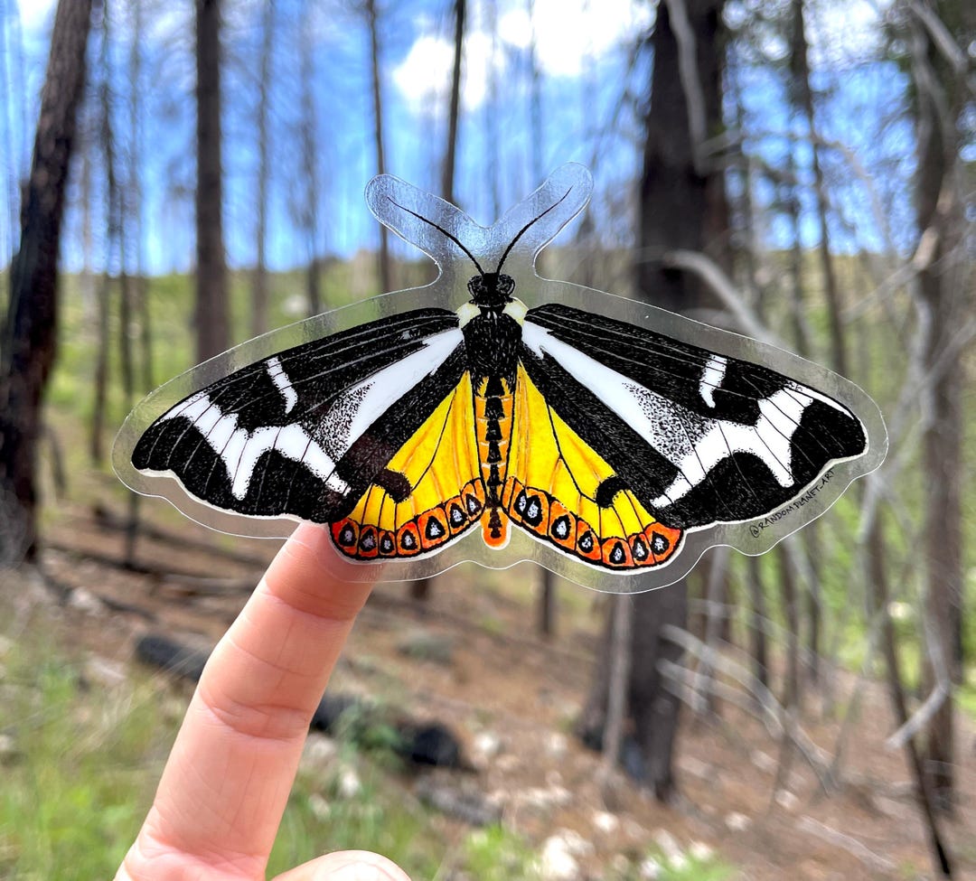 Giant Northern Flag Moth Sticker - Etsy