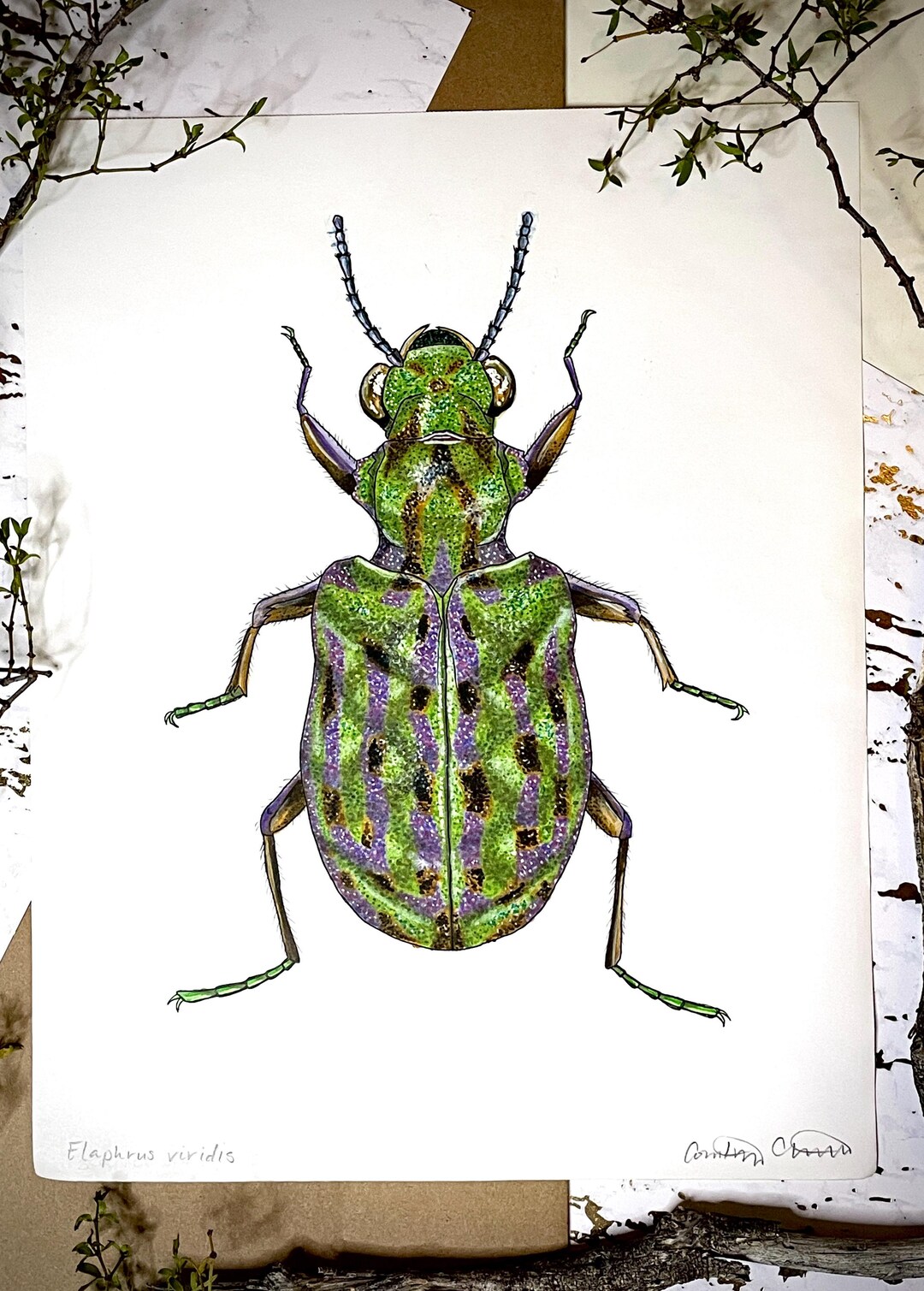 Original Delta Green Ground Beetle Drawing - Etsy
