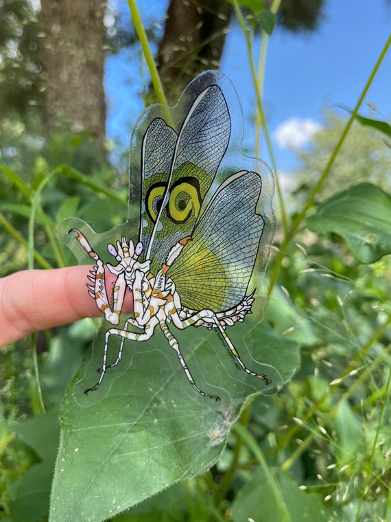 Spiny Flower Mantis Sticker - Etsy