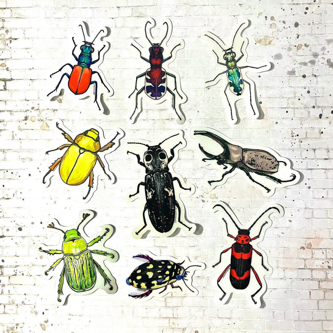 Mystery Pack: Beetles! - Etsy