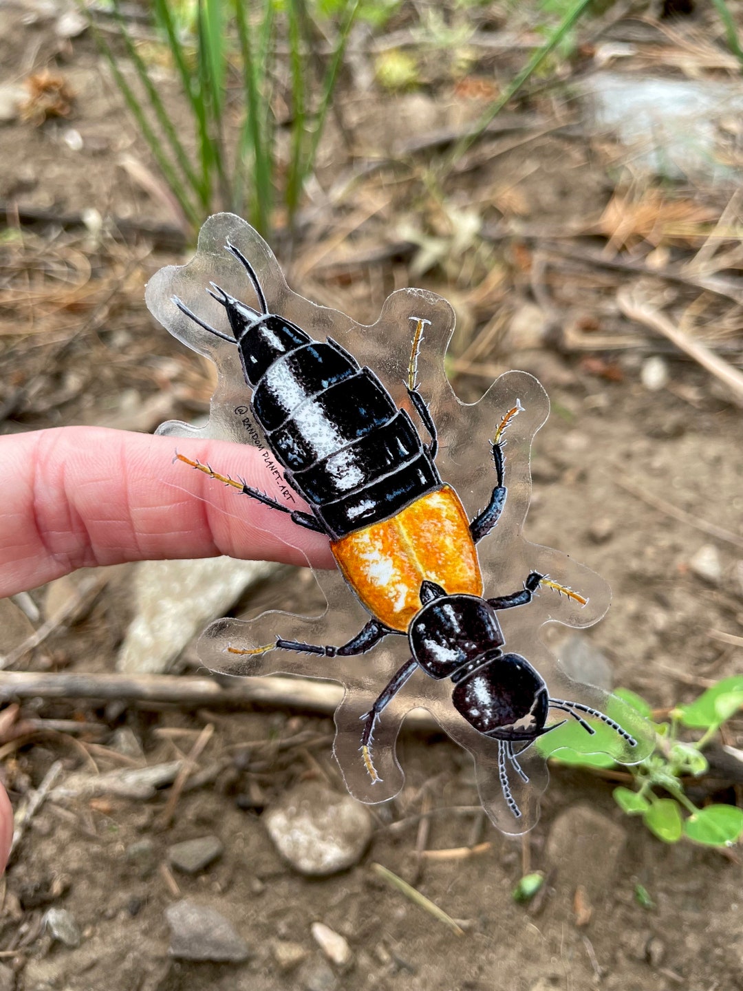 Rove Beetle Sticker - Etsy