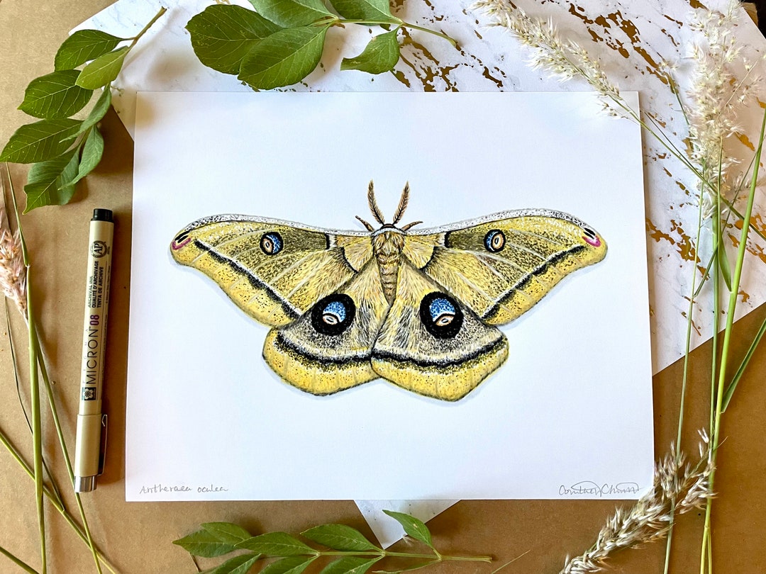 Polyphemus Moth Print - Etsy