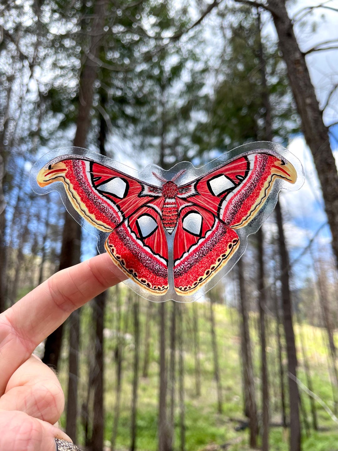 Atlas Moth Sticker - Etsy