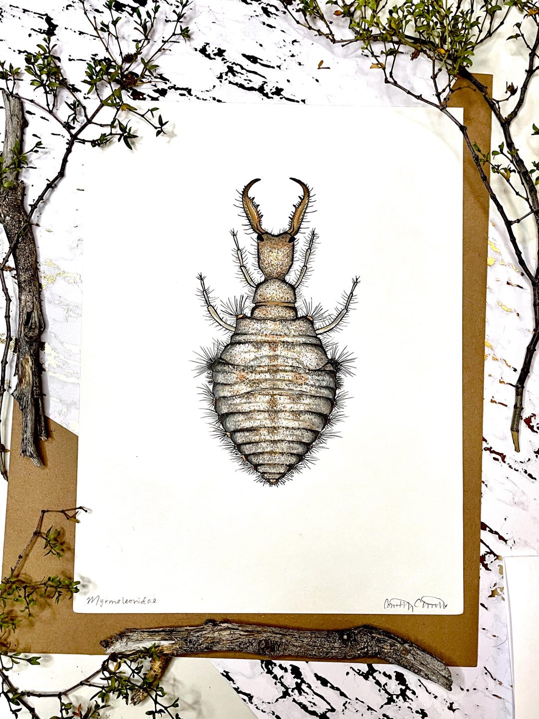 Original Antlion Larvae Drawing - Etsy