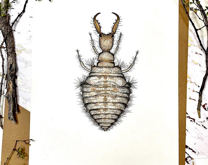 Original Antlion Larvae Drawing - Etsy