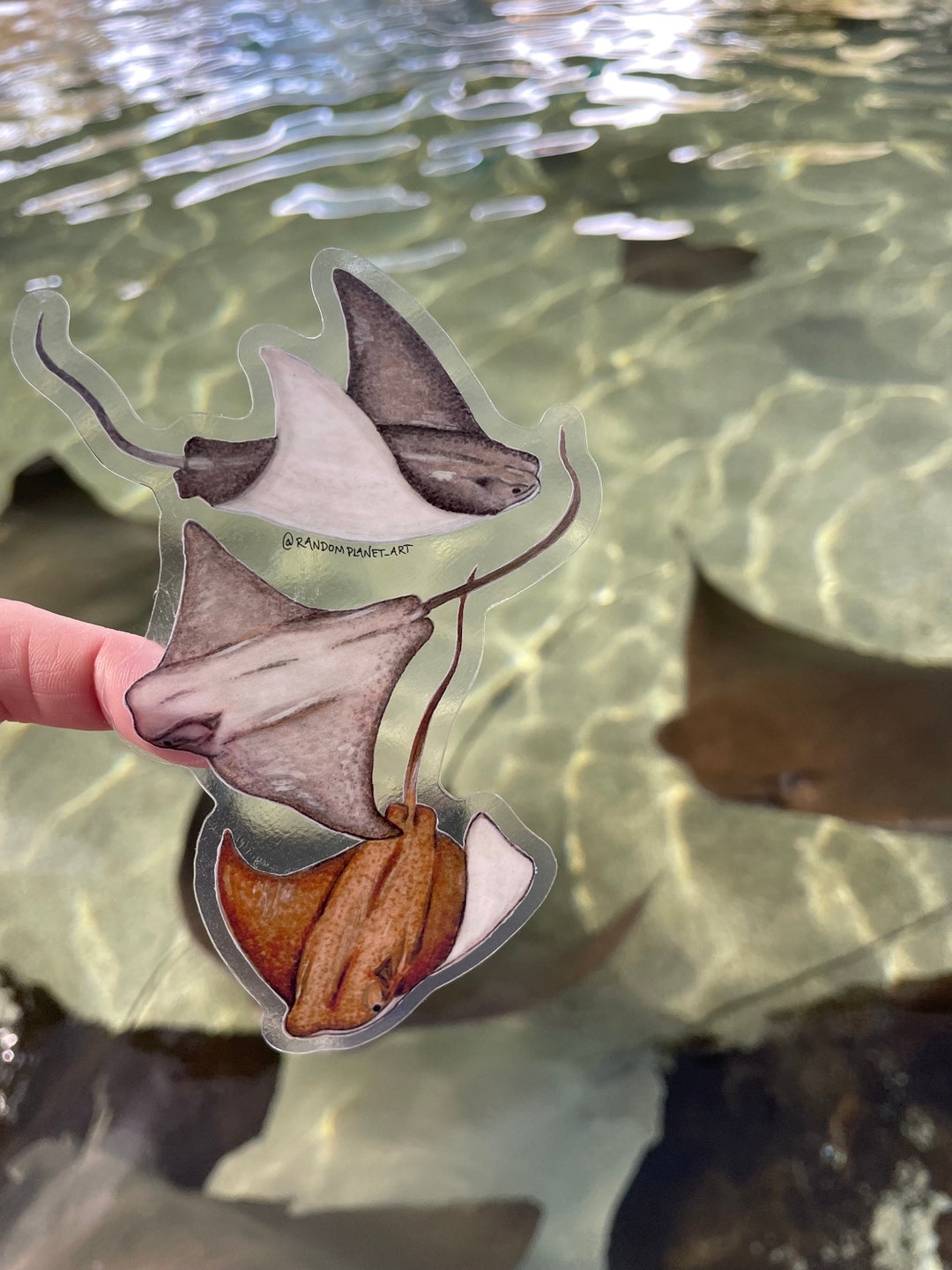 Cownose Stingray Trio Sticker - Etsy