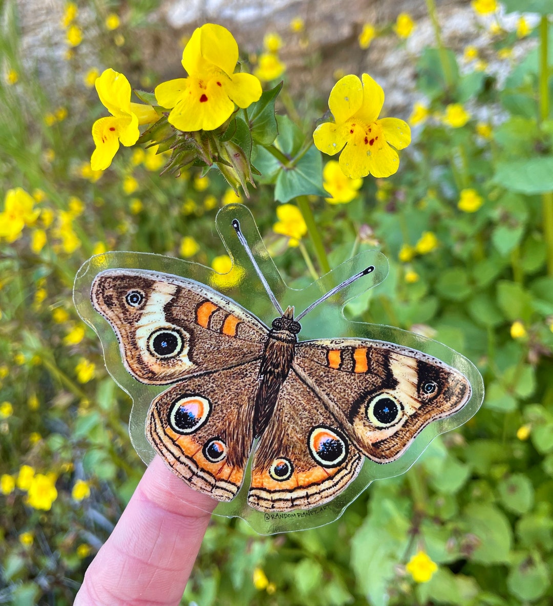 Buckeye Butterfly Sticker - Etsy