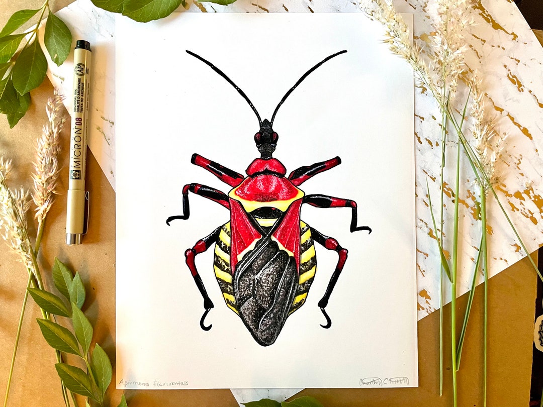 Assassin Bug Print - Etsy