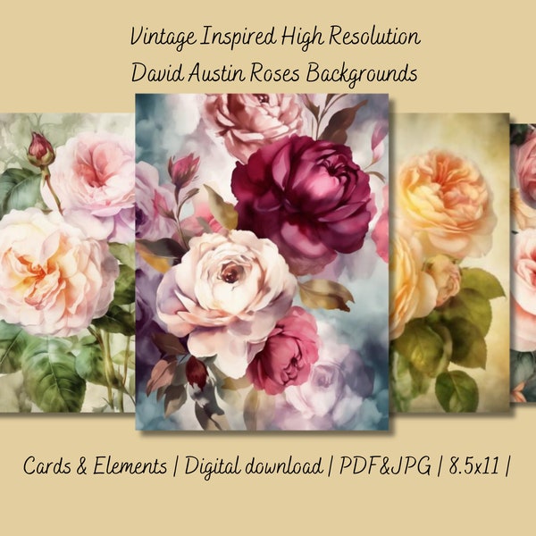 David Austin Roses - Etsy