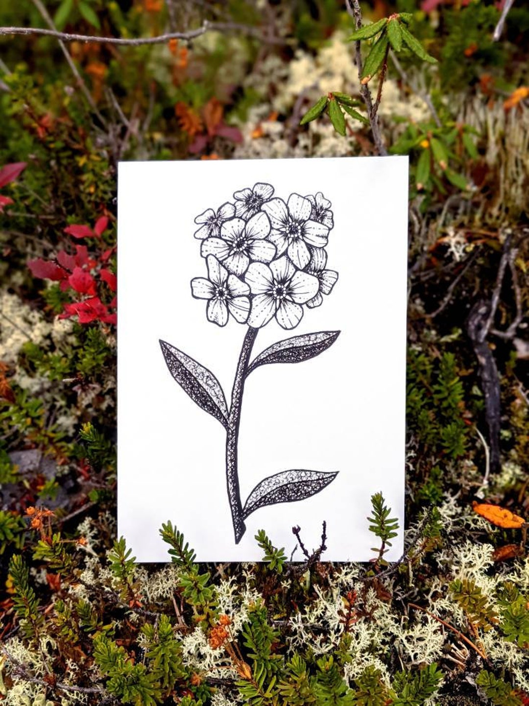 Forget-me-not Art Print | Native Flower Illustration - Etsy