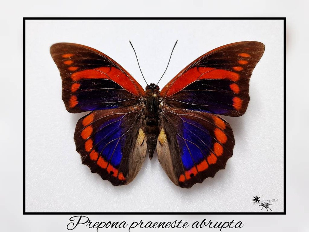 Prepona Praeneste Abrupta Real Butterfly Specimen Insect Entomology ...