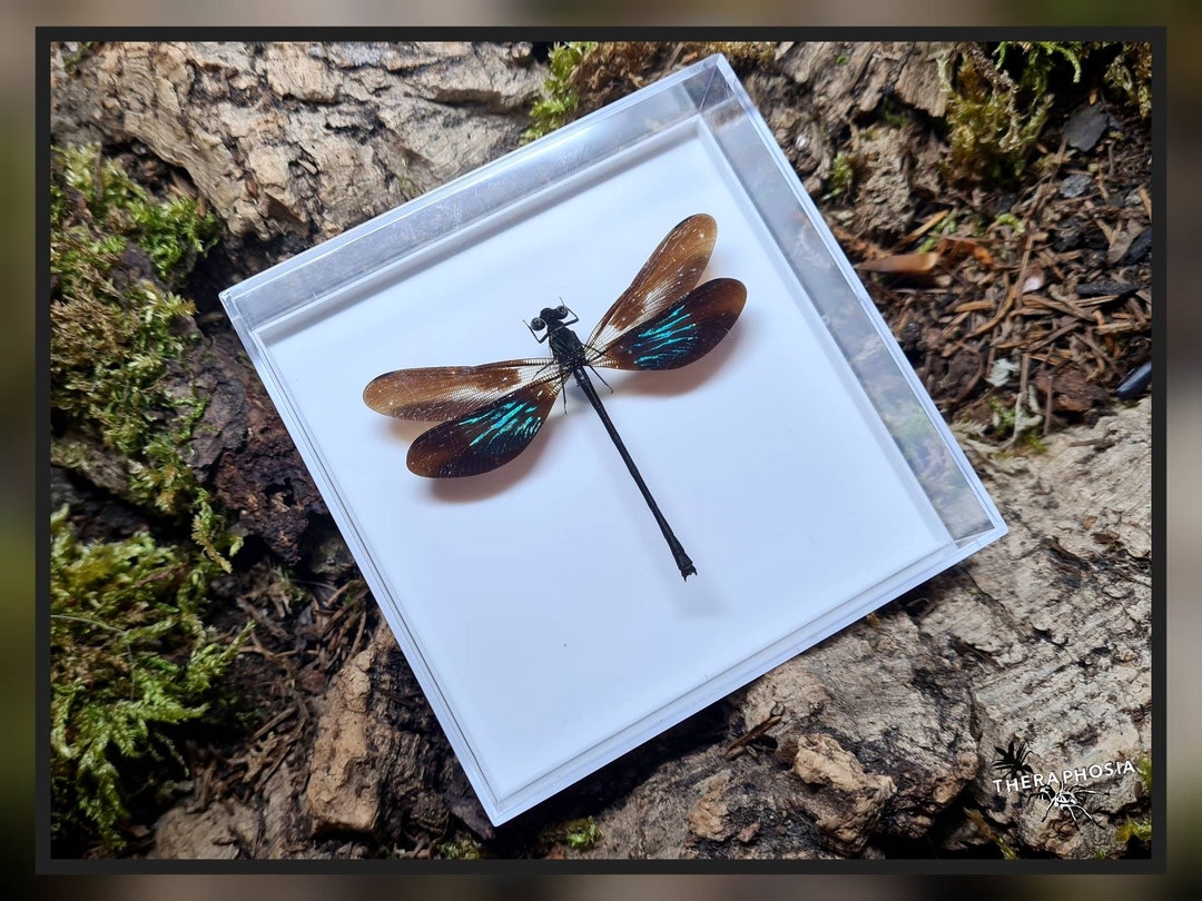 Euphaea Variegata in Display Case / Real Dragonfly Specimen Insect ...
